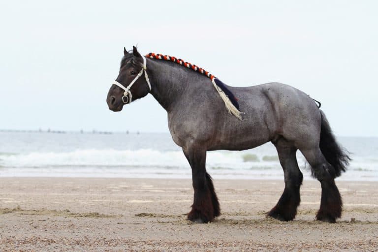 Top 10 Strongest And Most Popular Draft Horse Breeds
