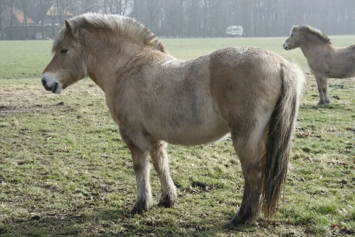 Top 10 Strongest And Most Popular Draft Horse Breeds