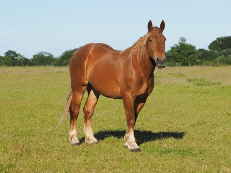 Top 10 Strongest And Most Popular Draft Horse Breeds