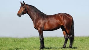 Hanoverian Horse Facts And Information - Breed Profile