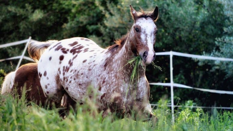 Appaloosa Horse Facts And Information - Breed Profile