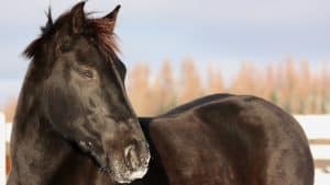 Canadian Horse Facts And Information - Breed Profile - AHF