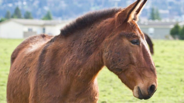 What Is A Mule? (A Complete Easy-To-Read Guide) - AHF