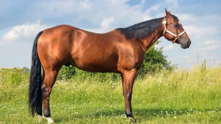 What Is A Sorrel Horse And What Do They Look Like? - AHF